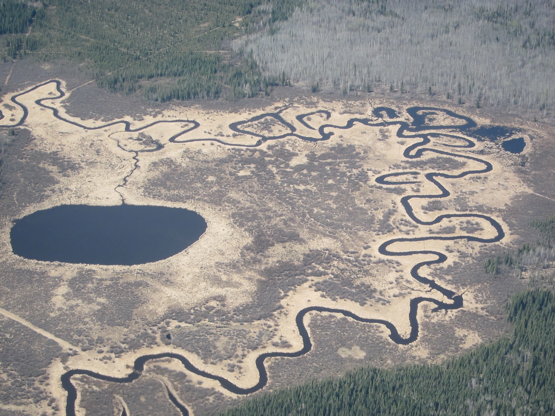 Online Event: Growing [with] Muskeg: Oil Sands Reclamation and Healing ...