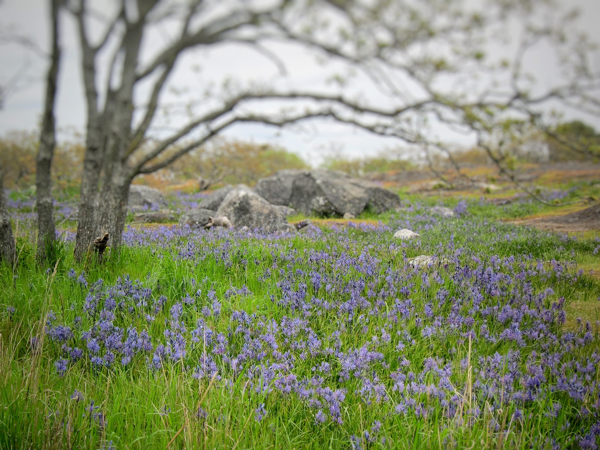 Review of Turner, Plants, People, and Places – NiCHE